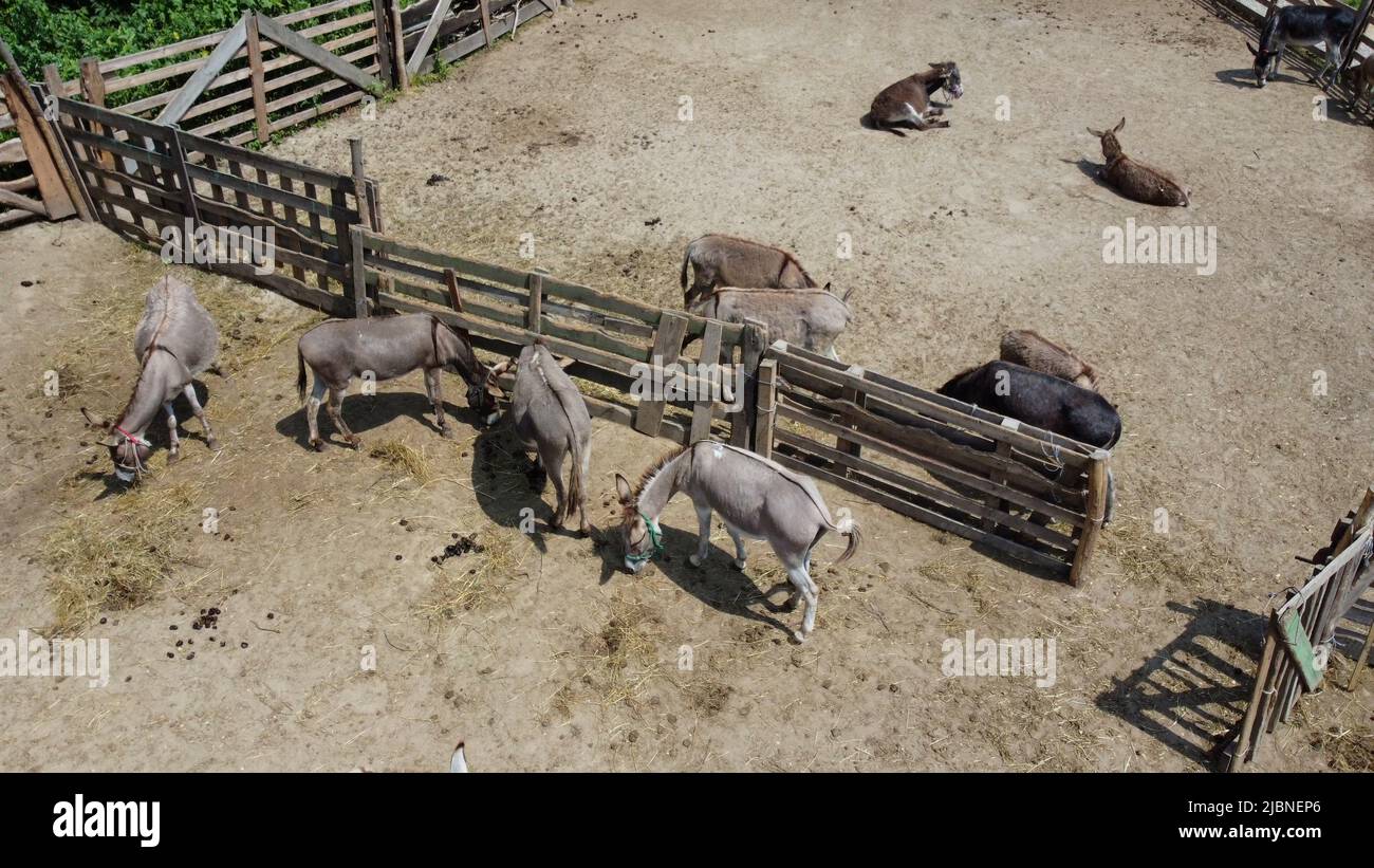 Donkey farm. Aerial drone view flight over many donkeys in corral on ...