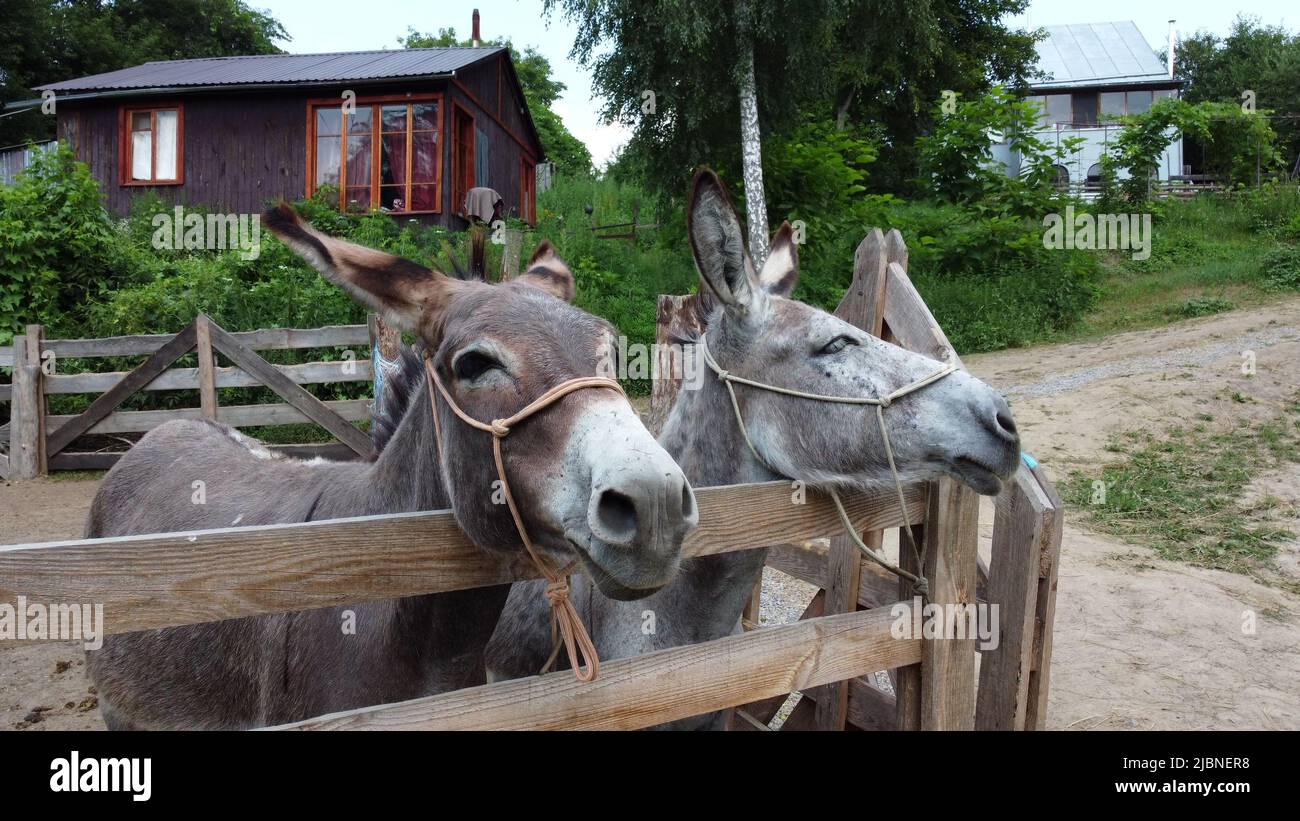 Two donkeys stand behind corral fence at donkey farm. Two muzzles of ...