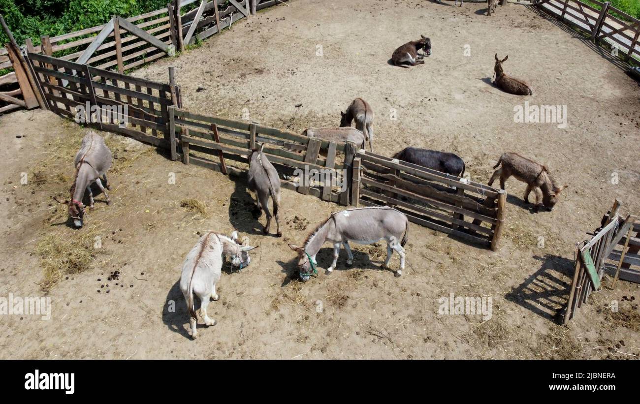 Donkey farm. Aerial drone view flight over many donkeys in corral on ...