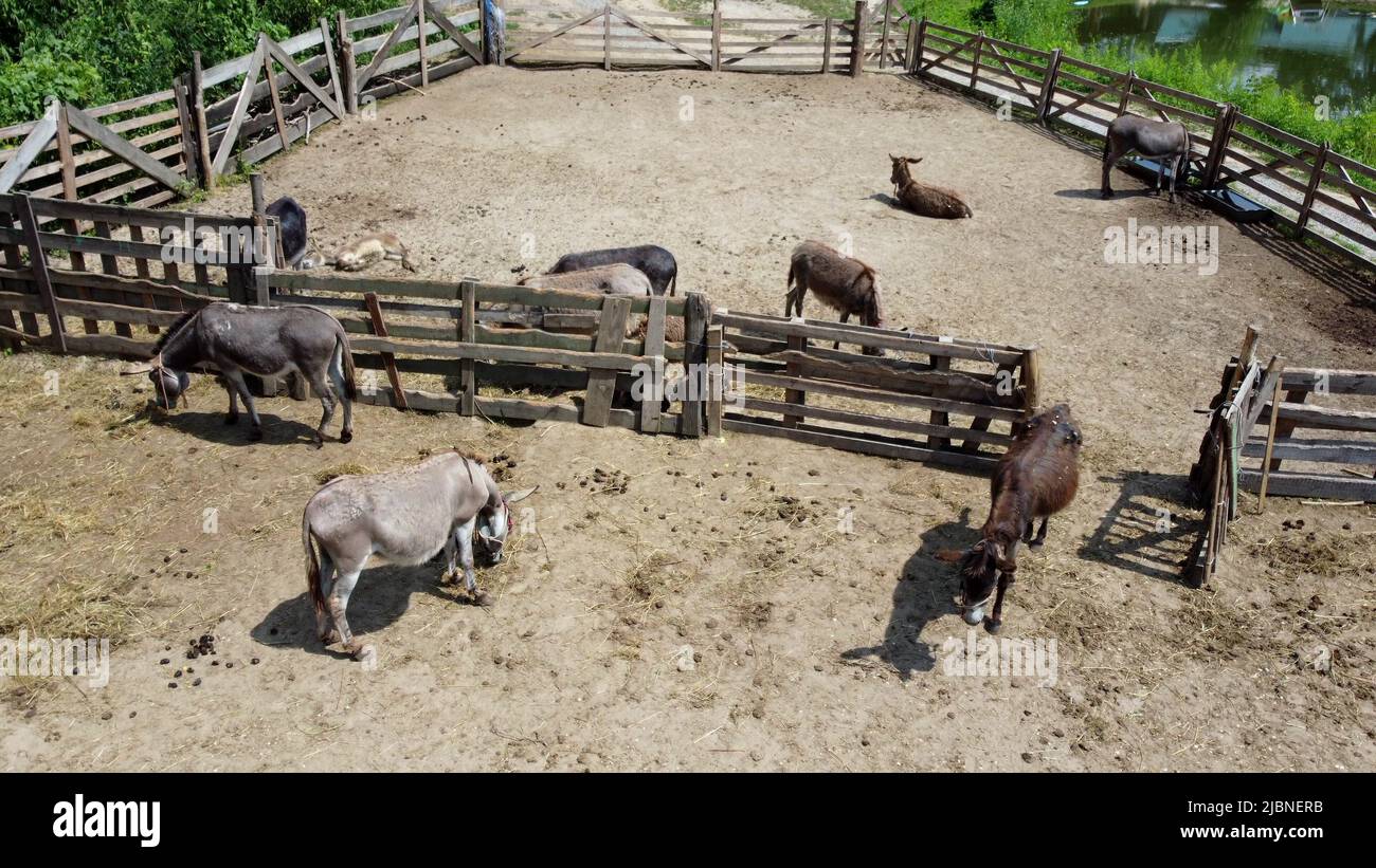 Donkey farm. Aerial drone view flight over many donkeys in corral on ...