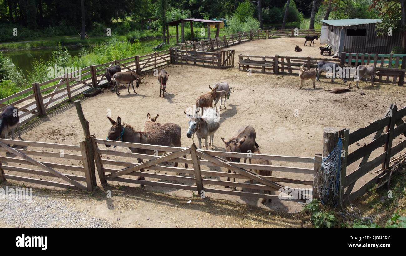 Donkey farm. Aerial drone view flight over many donkeys in corral on ...