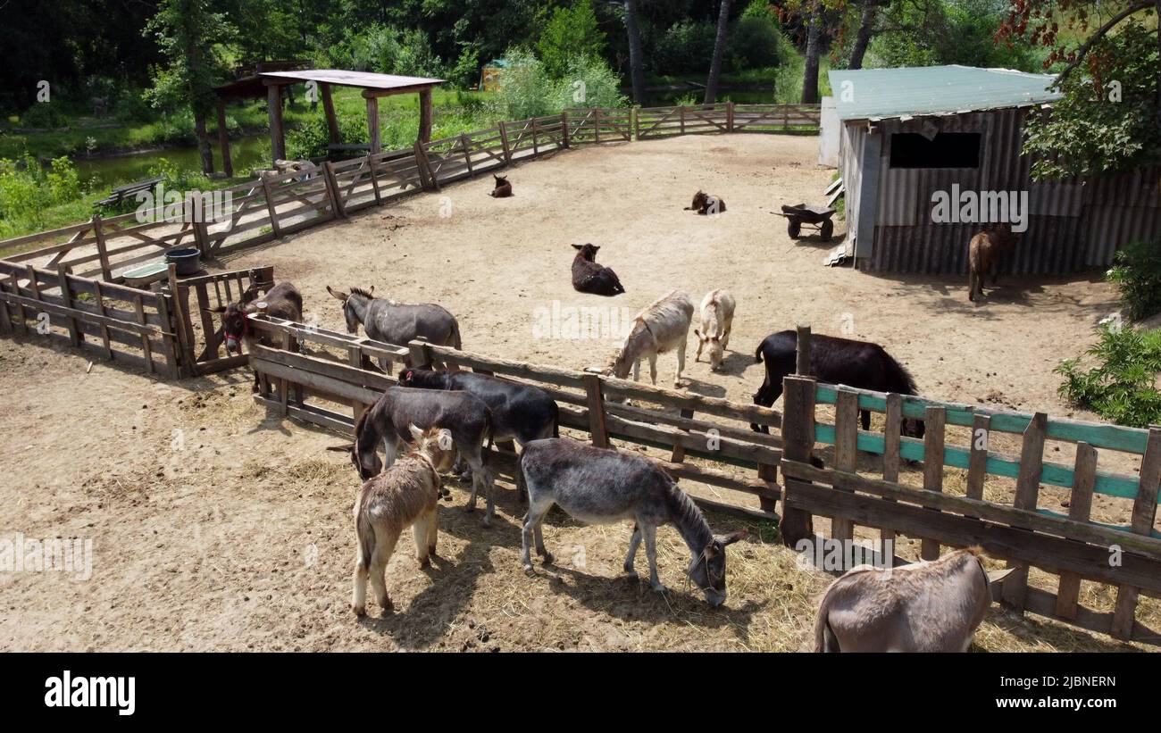 Donkey farm. Aerial drone view flight over many donkeys in corral on ...