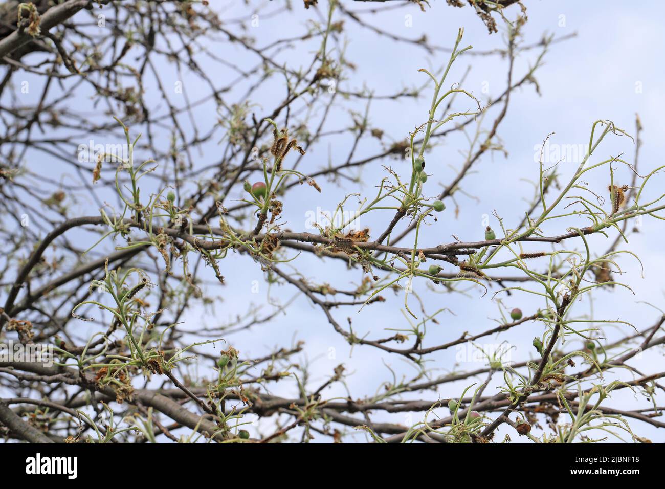Apple tree damaged by caterpillars of Brown tail moth Euproctis ...