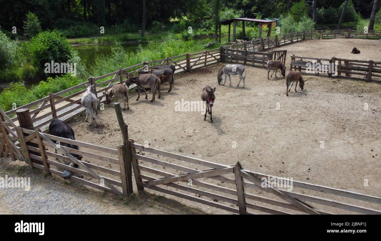 Donkey farm. Aerial drone view flight over many donkeys in corral on ...