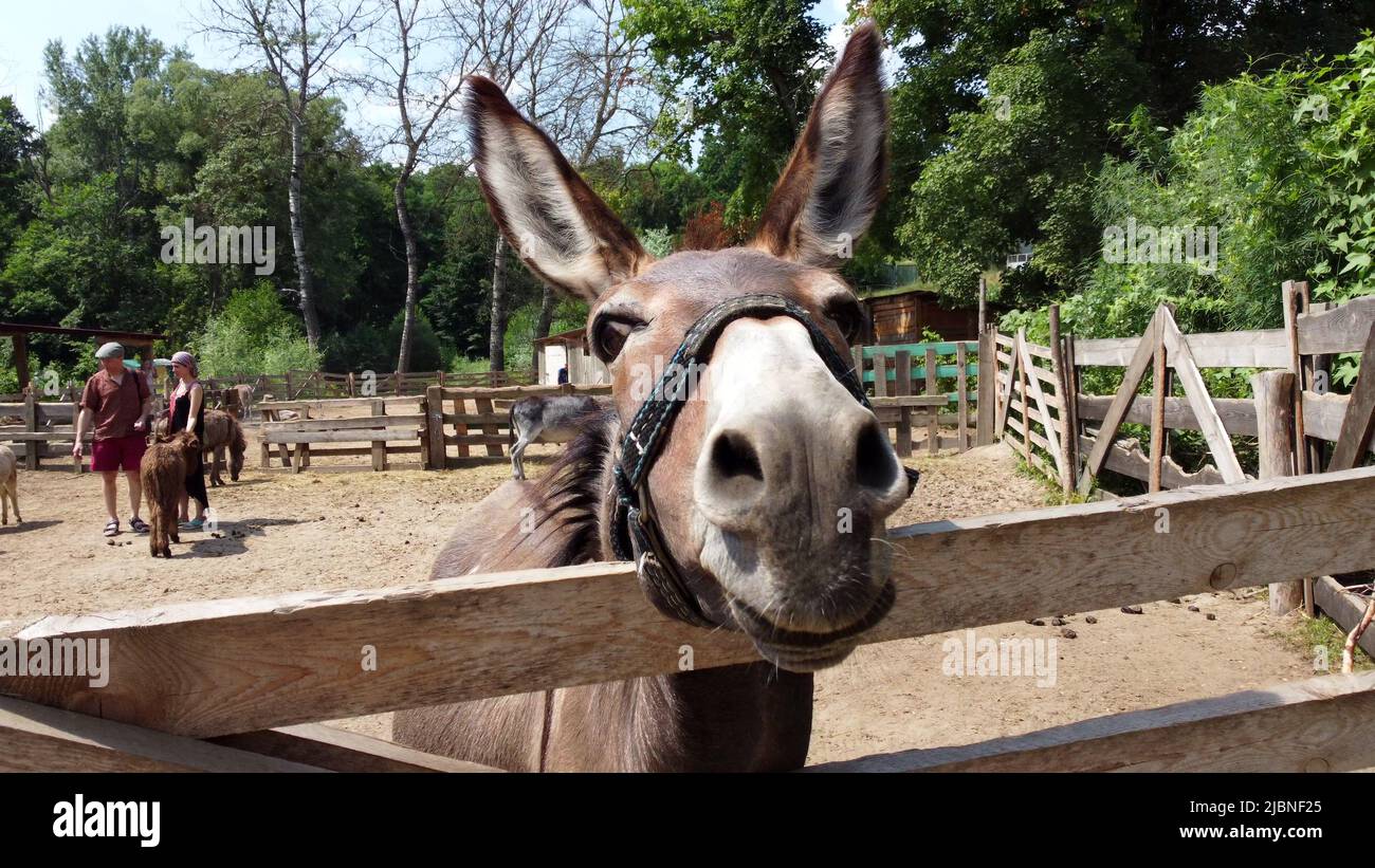 One donkeys stand behind corral fence at donkey farm. Two muzzles of ...