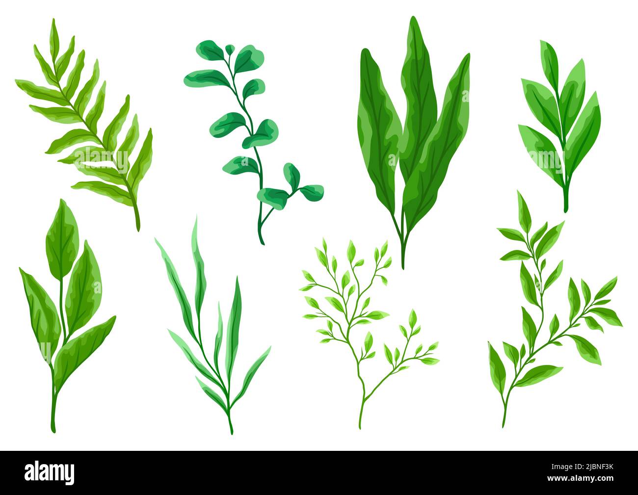 Set of green leaves. Spring or summer stylized foliage. Seasonal ...