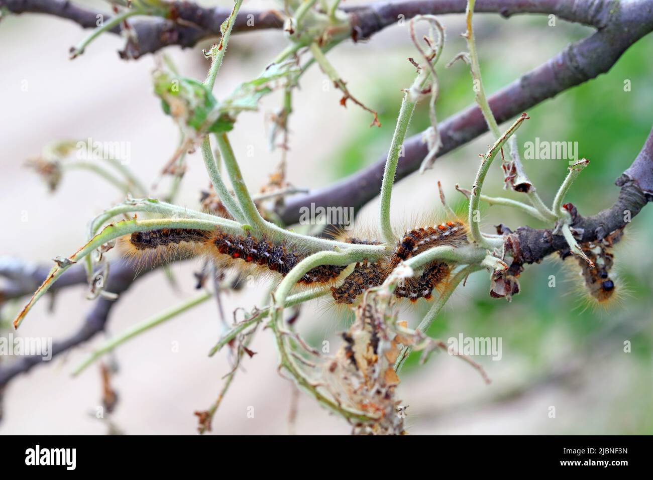 Apple tree damaged by caterpillars of Brown tail moth Euproctis ...