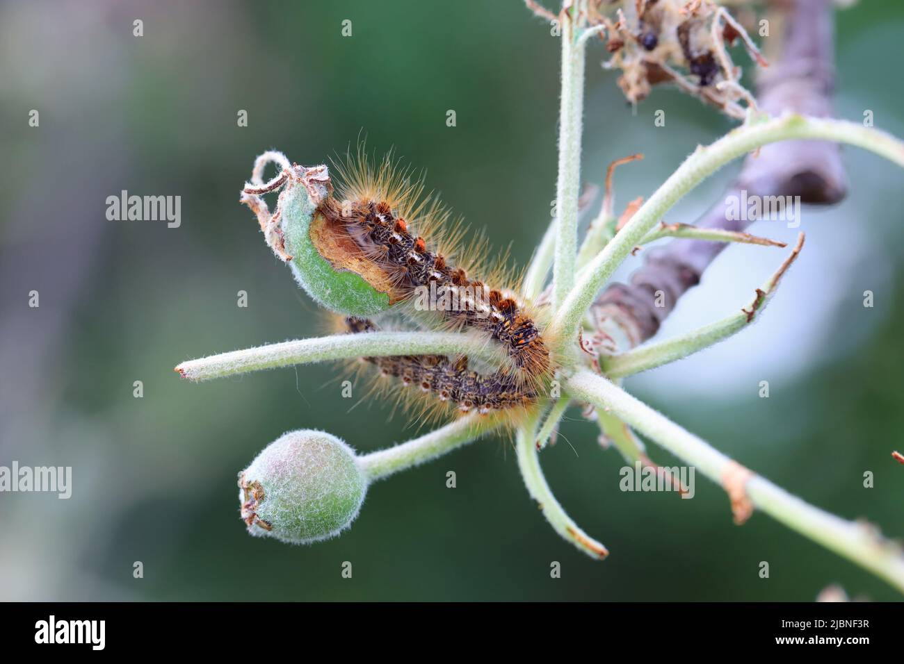 Apple tree damaged by caterpillars of Brown tail moth Euproctis ...