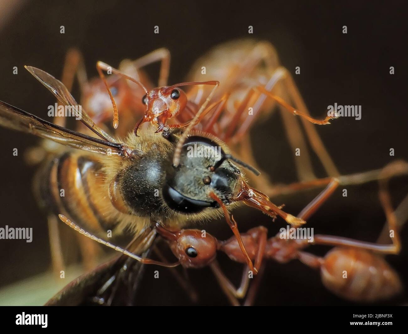 close-up the ant colony caught a bee Stock Photo - Alamy