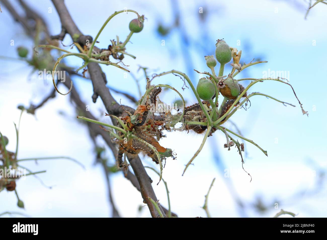 Apple tree damaged by caterpillars of Brown tail moth Euproctis ...