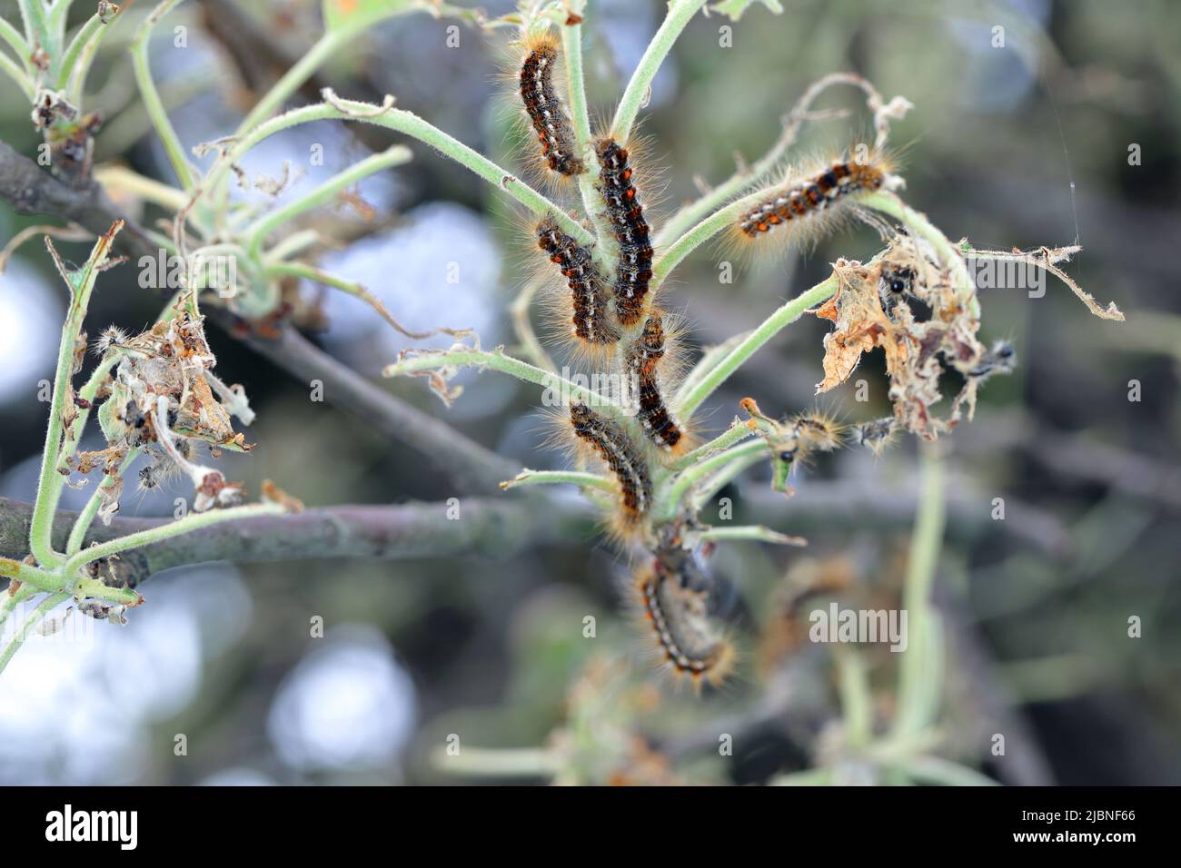 Apple tree damaged by caterpillars of Brown tail moth Euproctis ...
