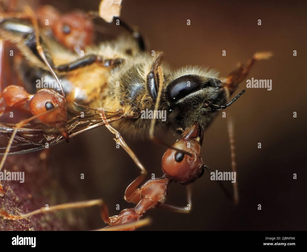 Forest spider caught bee hi-res stock photography and images - Alamy