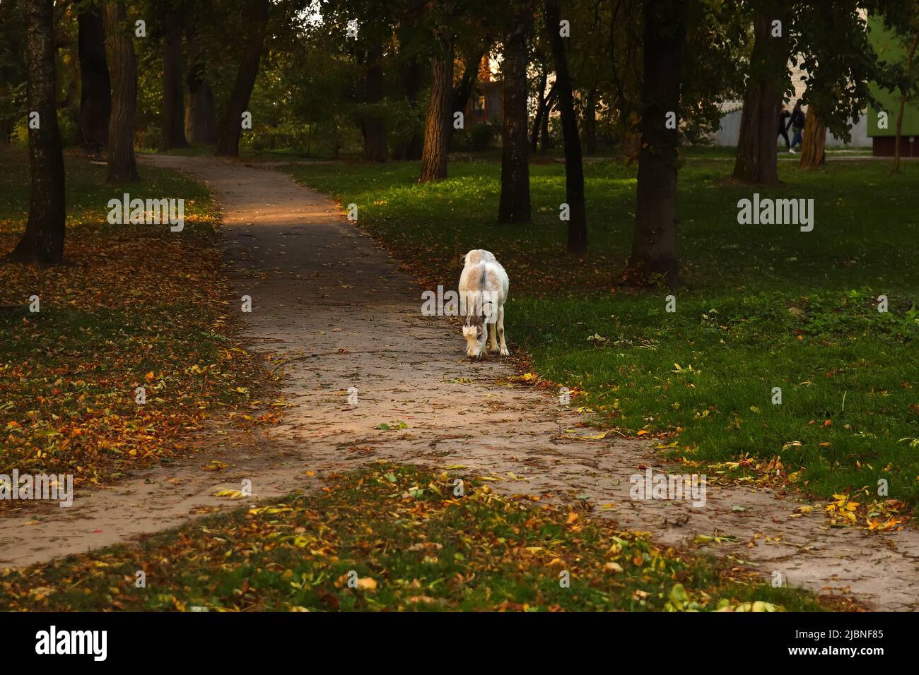 Goat on the nature autumn fall background. Curious happy goat grazing ...