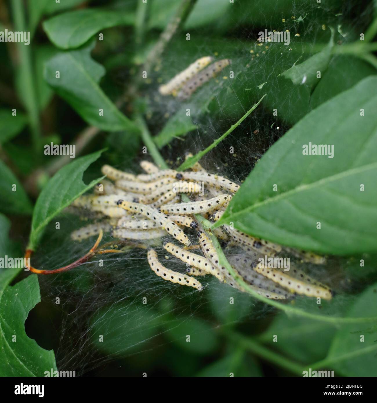 Spider and bud moths hi-res stock photography and images - Alamy