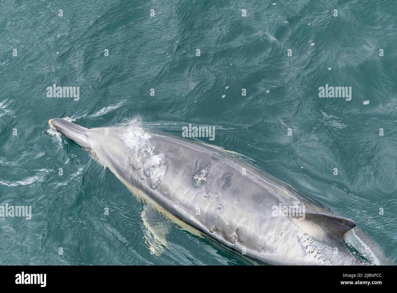 Short-beaked Common Dolphin, Delphinus delphis, swimming in sea off ...