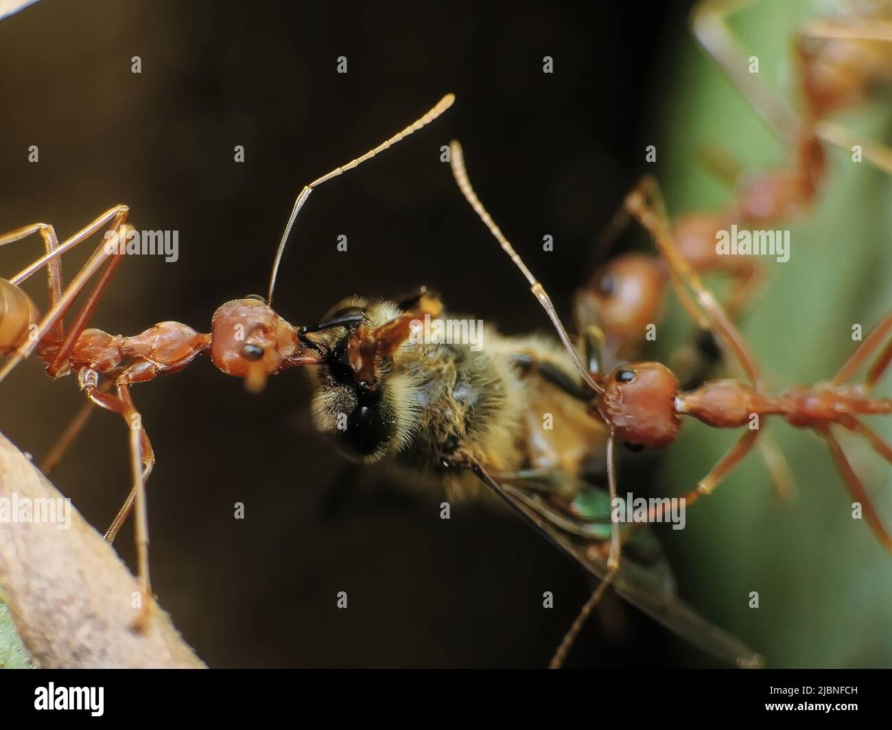 Ants colony moth hi-res stock photography and images - Alamy