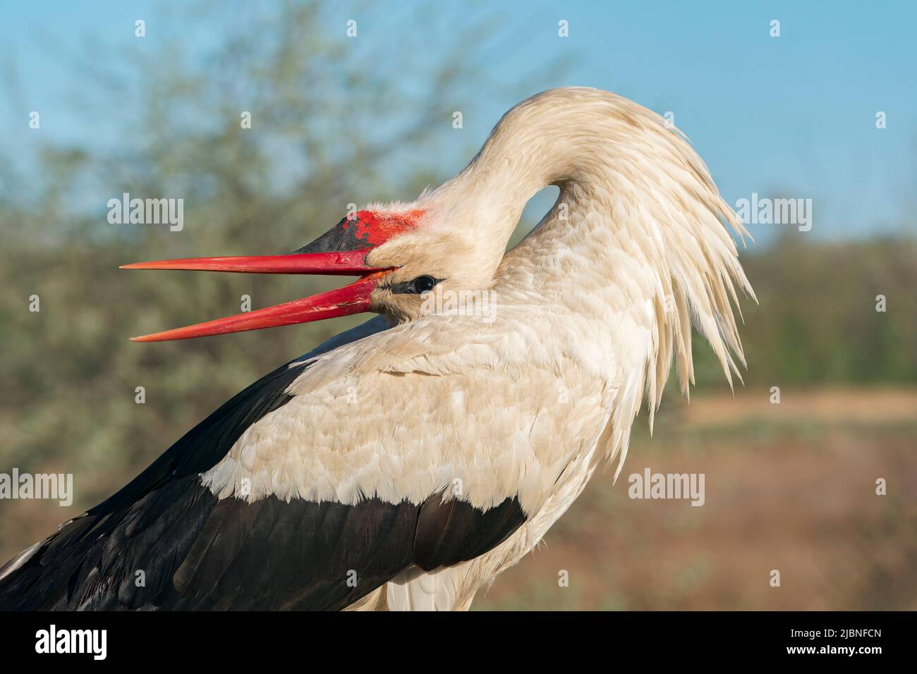 White Stork, Ciconia ciconia, close up of single adult calling in ...