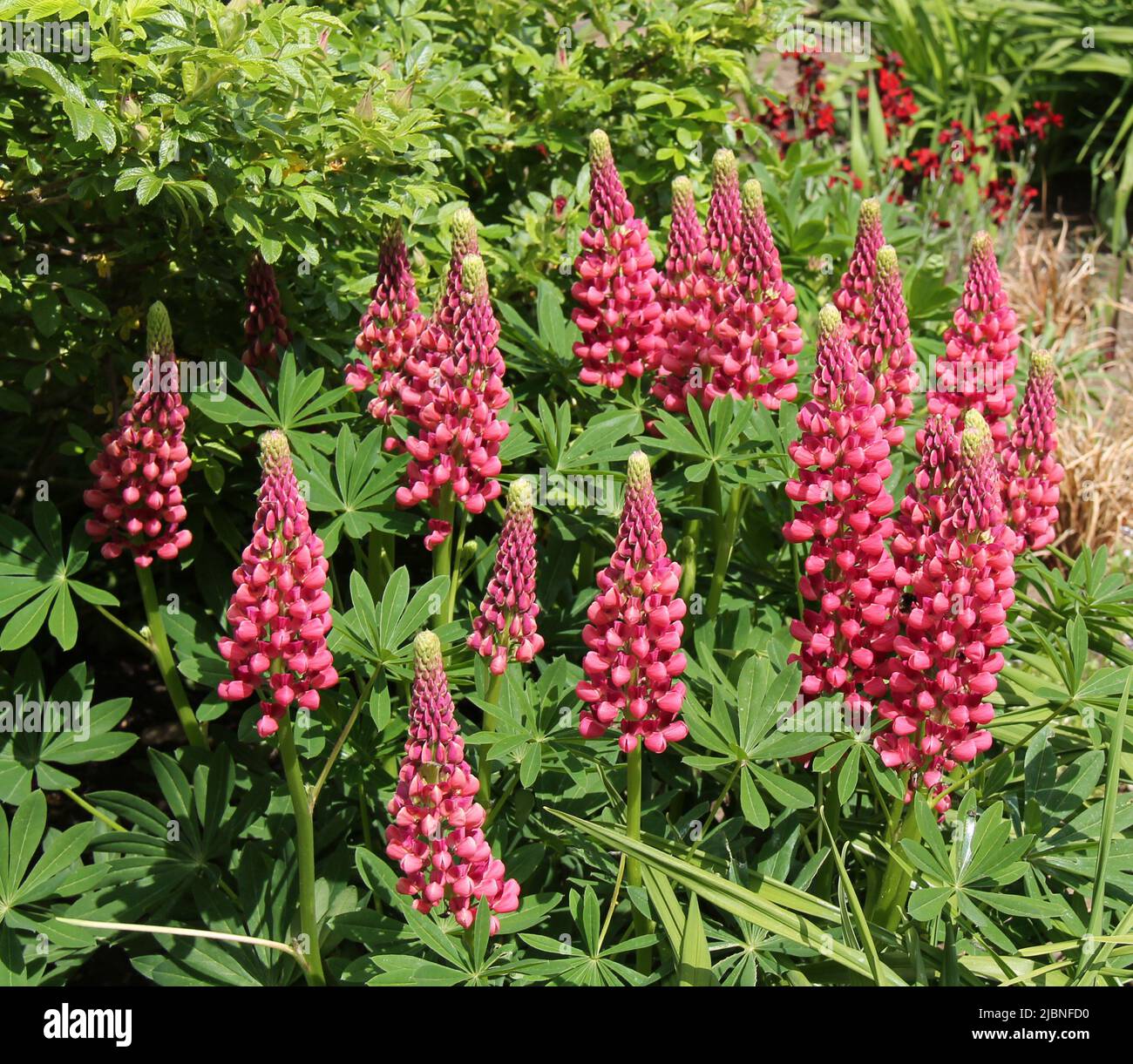 A Beautiful Garden Display of Red Lupin Plants Stock Photo - Alamy
