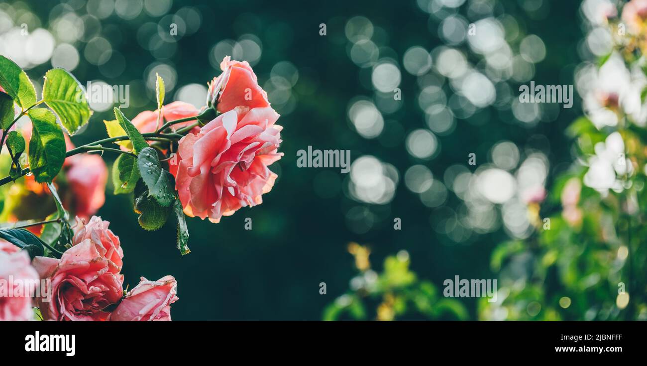 Facebook Cover Photos Roses Hd