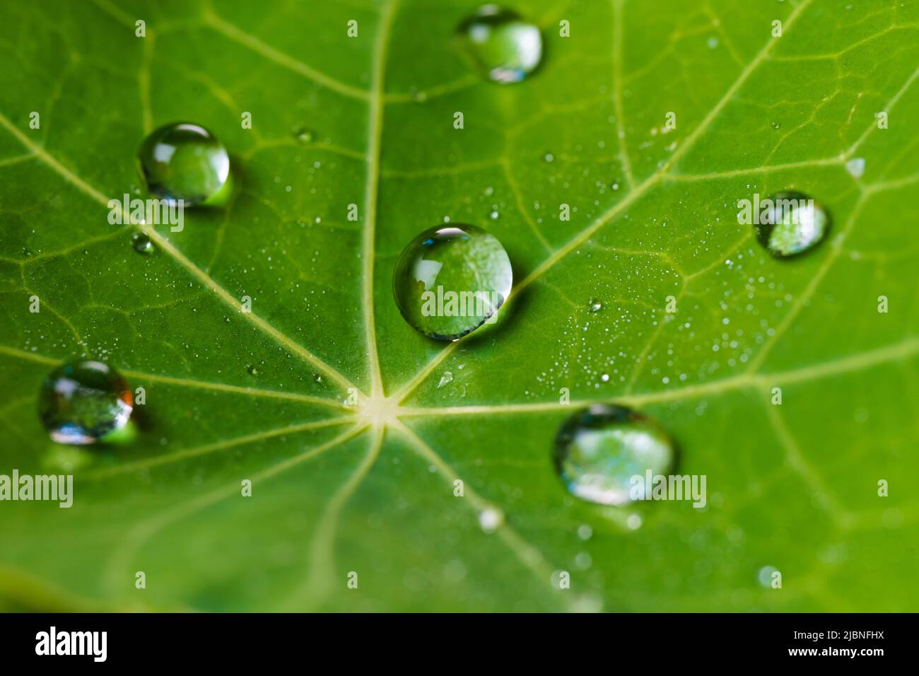 Beautiful large drops of morning dew in nature, selective focus. Drops ...