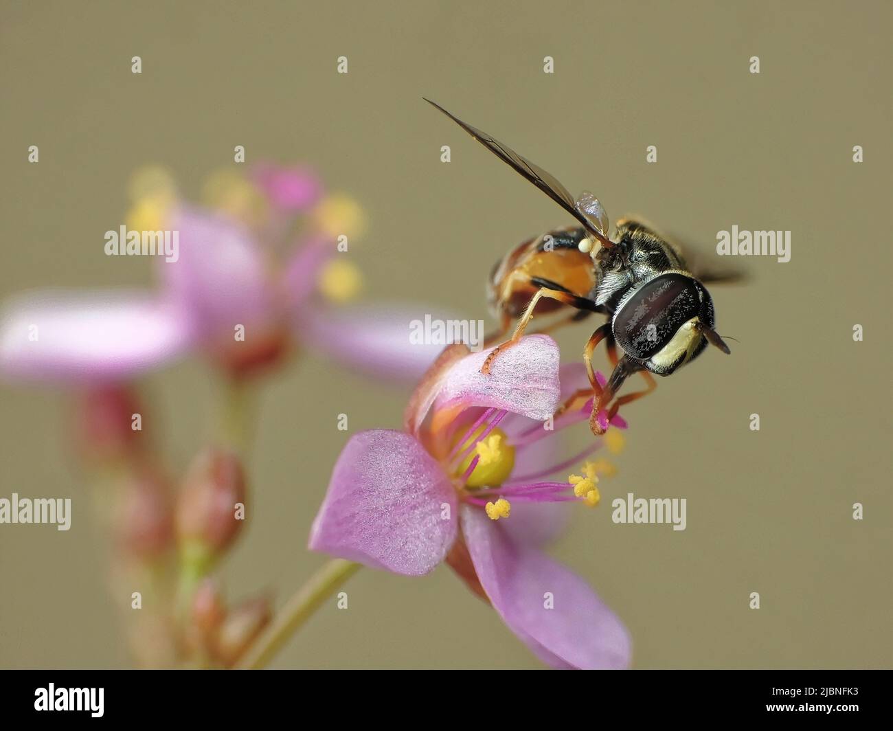 close-up of the bee on flowers when spring coming Stock Photo - Alamy