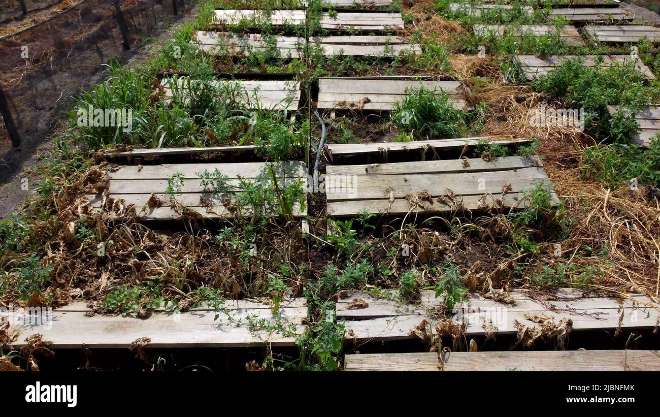 Snail farm. Boards on which snails grow on a snail farm outdoors close ...
