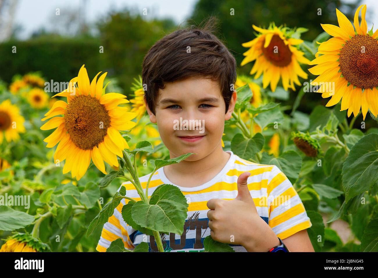 Cute boy stands in sunflower flowers showing a thumbs up Stock Photo ...
