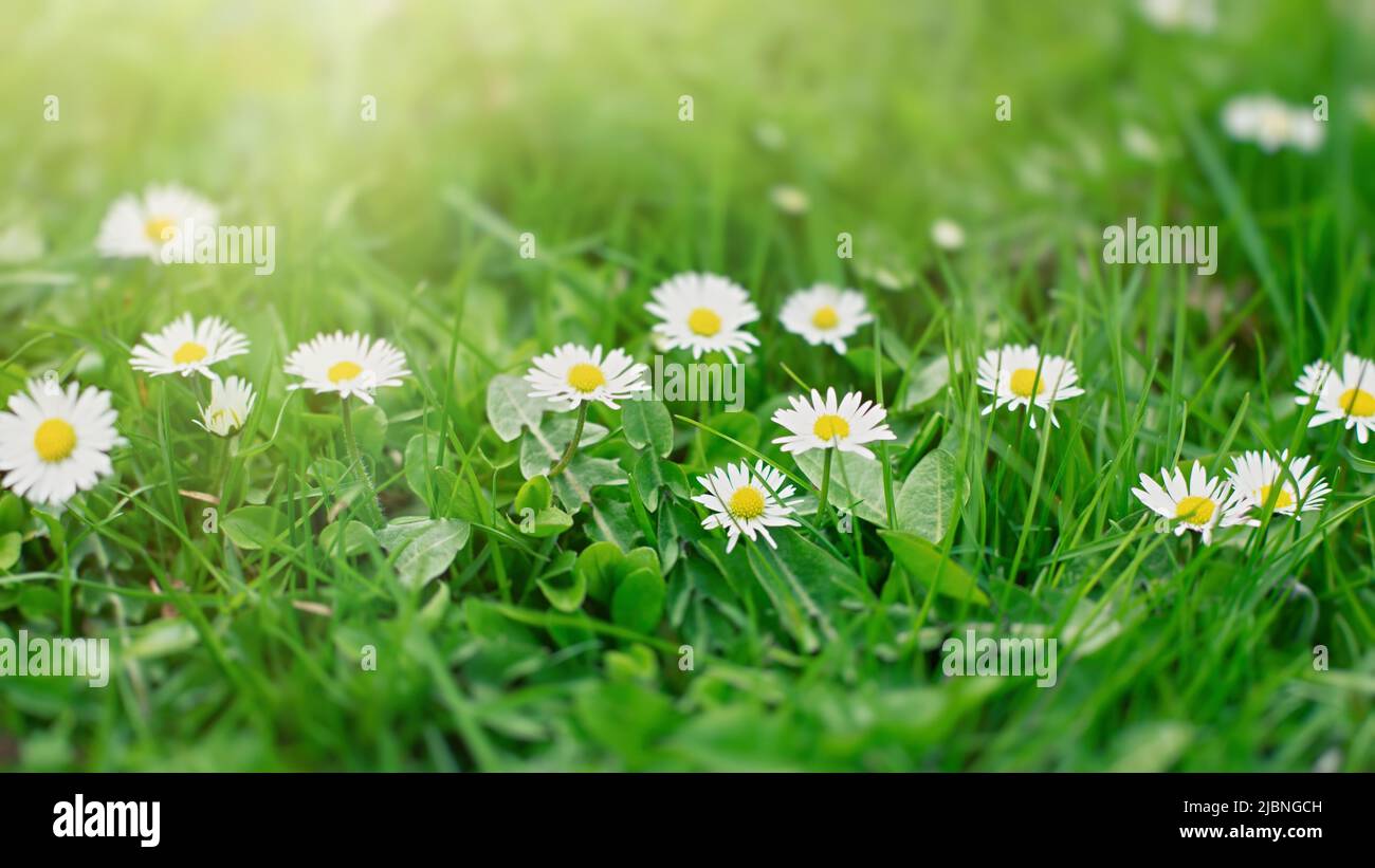 Beautiful wide background with daisy flowers growing among the green ...