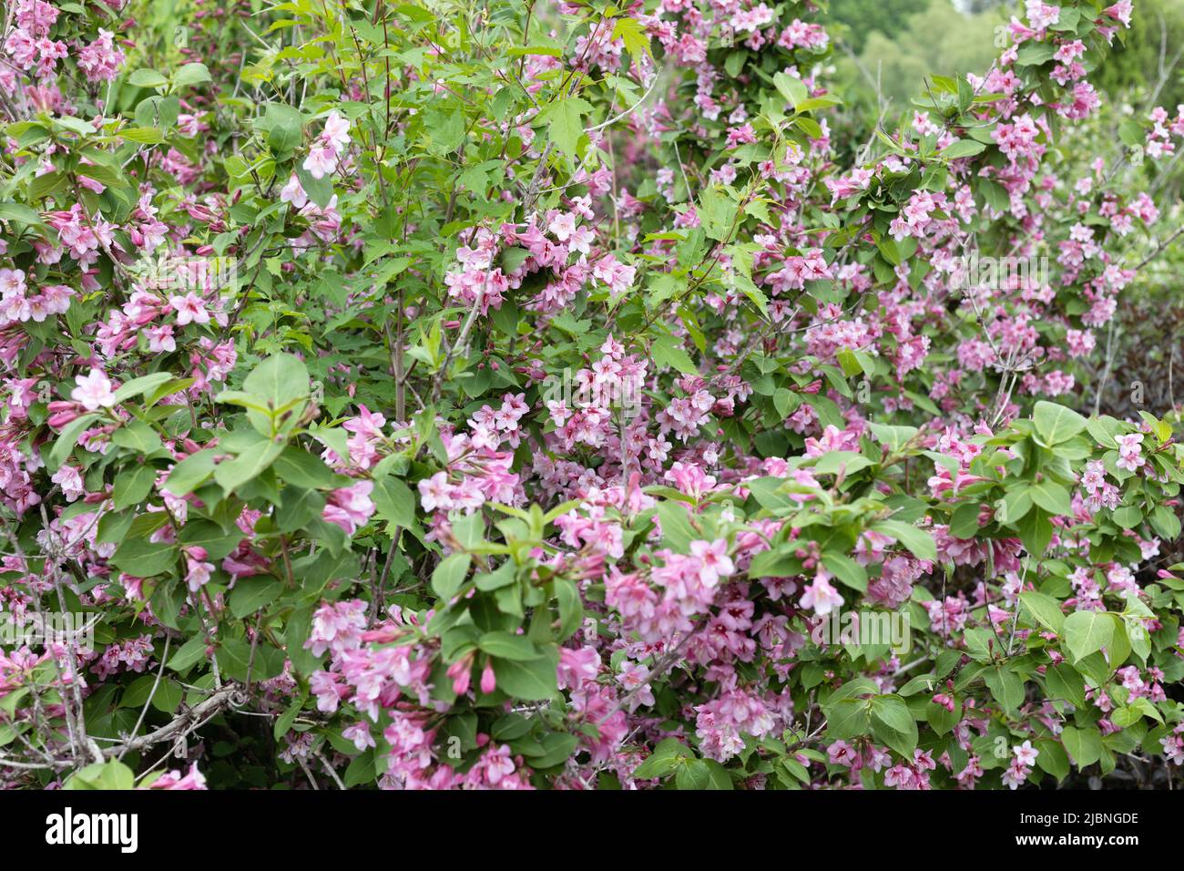Pink delight garden hi-res stock photography and images - Alamy