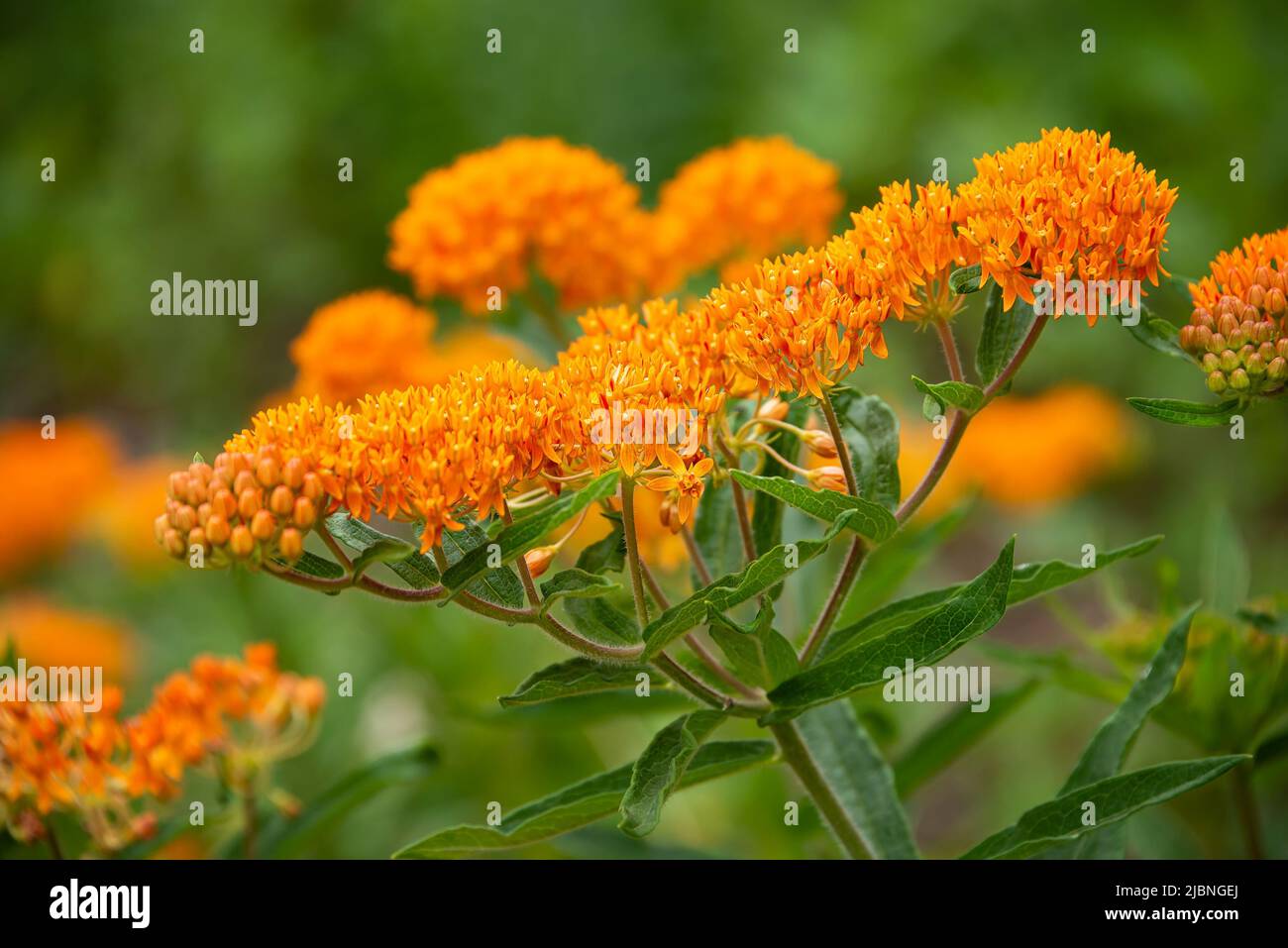 Butterfly weed (Asclepias tuberosa) blooming in the garden. It is a ...