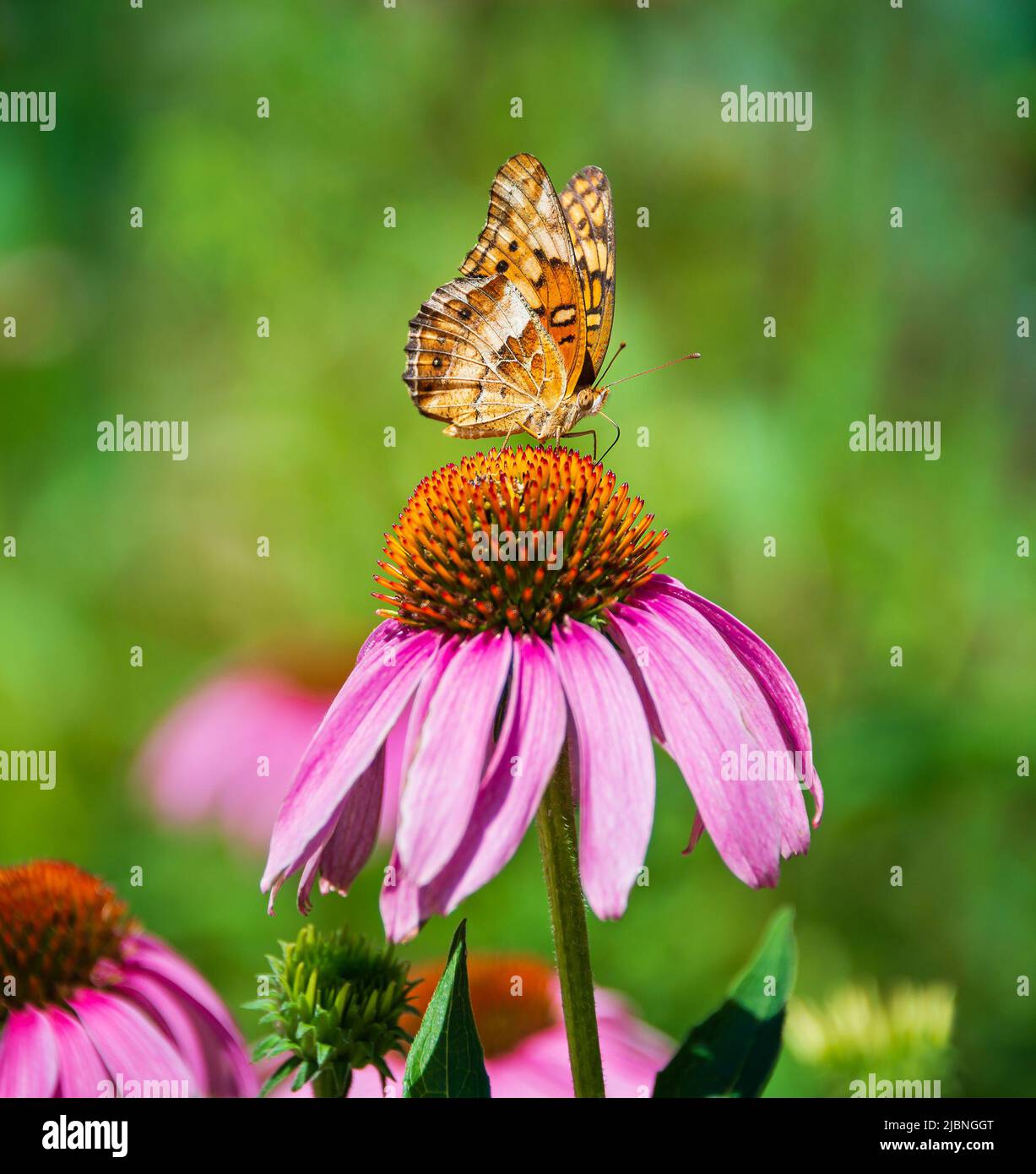 Variegated Fritillary butterfly (Euptoieta claudia) feeding on purple ...