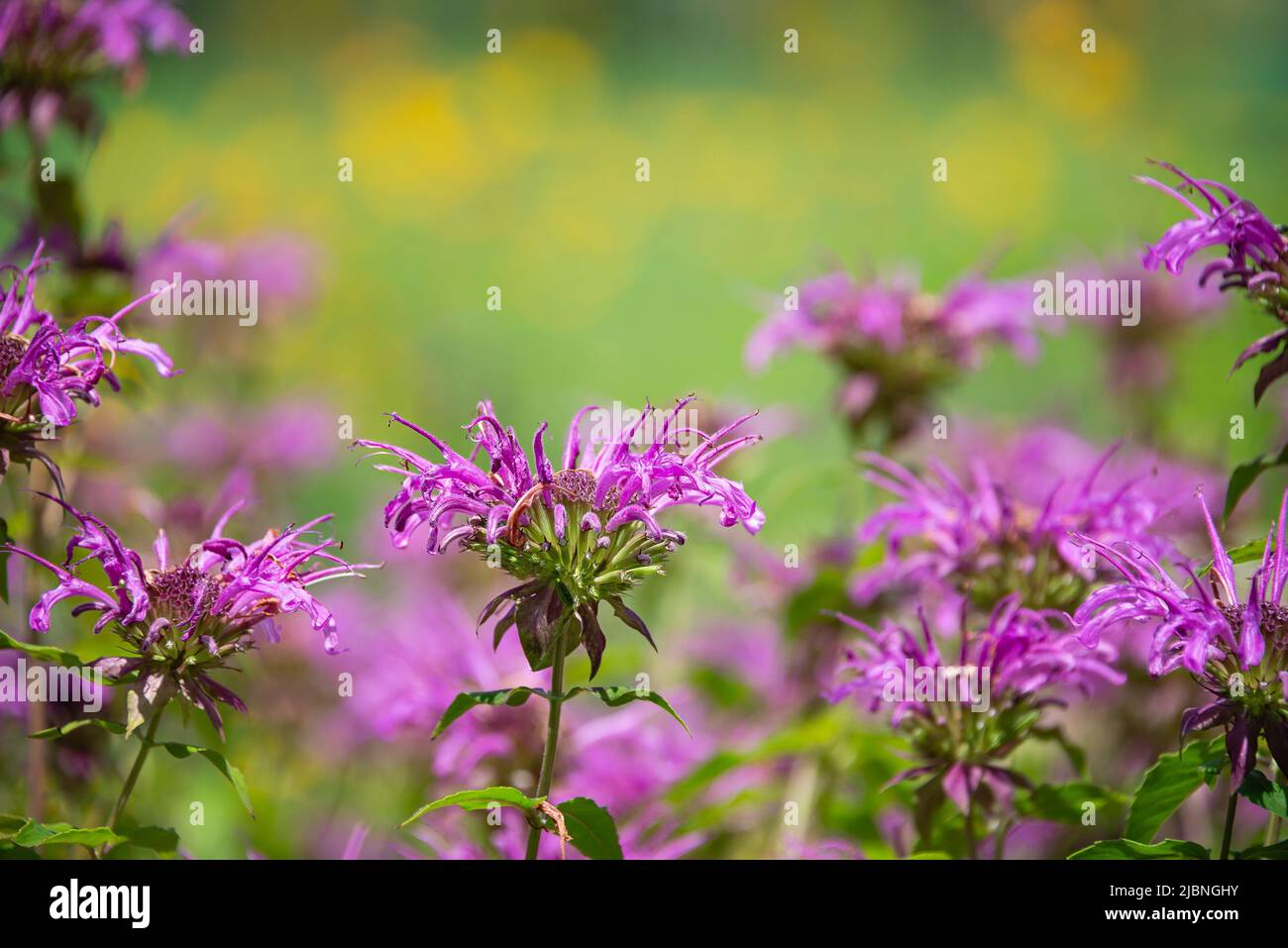 Purple Bee Balm flowers blooming in the garden. Attracts butterflies ...