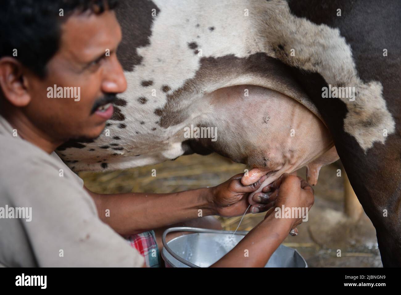 A calf drinking milk from her mother cow at a dairy farm on World Milk ...