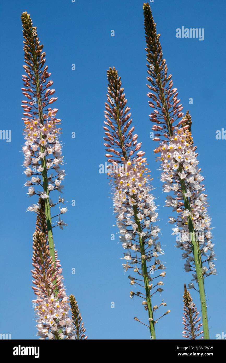 Flower spike, Eremurus robustus, Foxtail Lily, Desert Candle, Eremurus ...