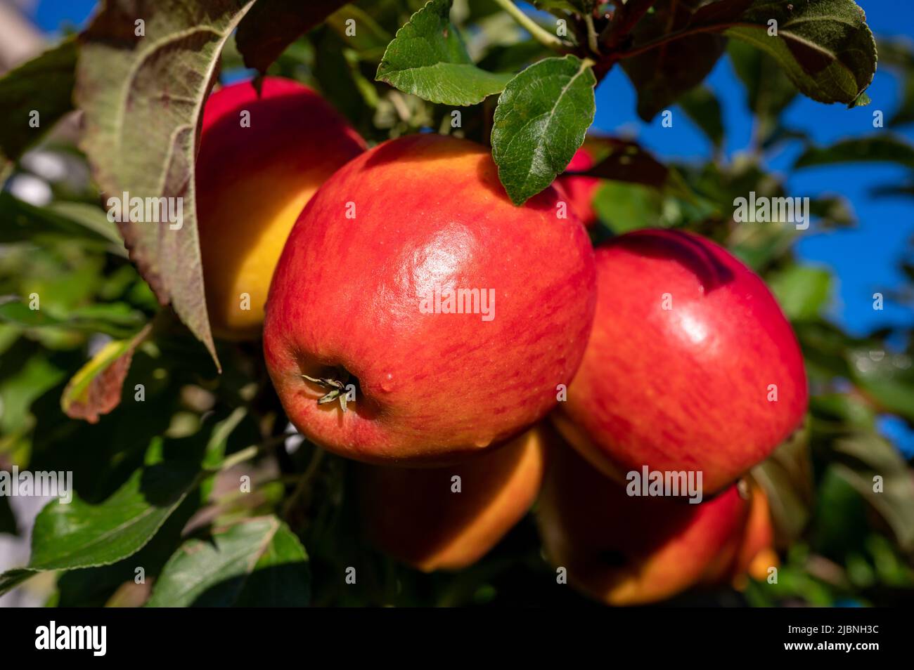 Big ripe red braeburn apples hanging on tree in fruit orchard ready to ...