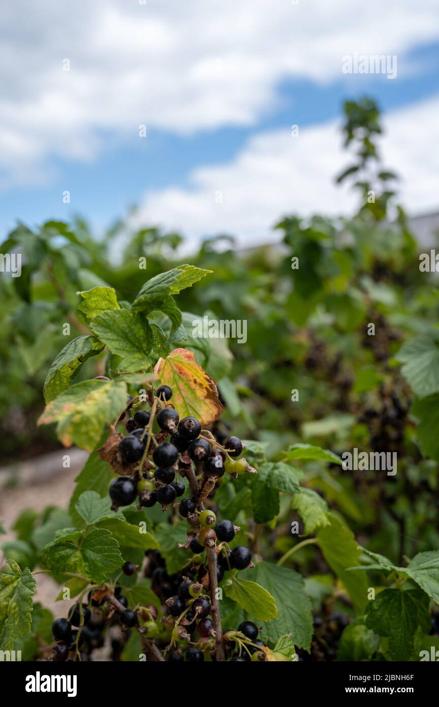 Black currants france hi-res stock photography and images - Alamy