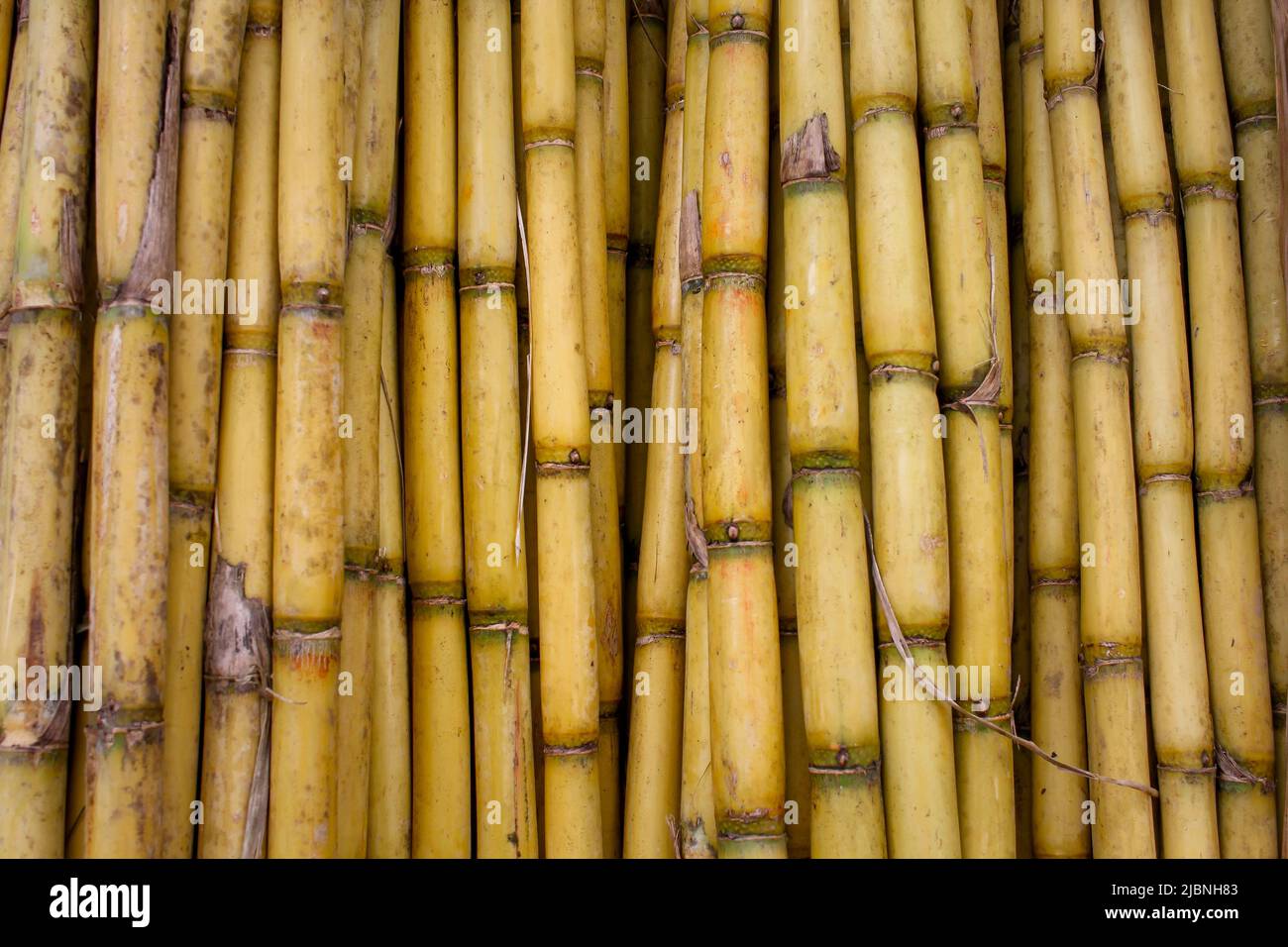 Sugar cane bundle hi-res stock photography and images - Alamy