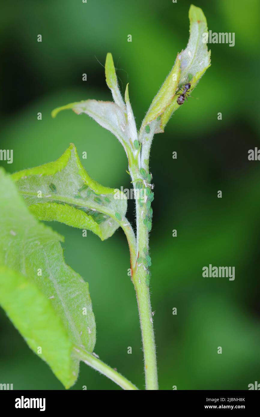 Ladybird larva eating aphids hi-res stock photography and images - Alamy