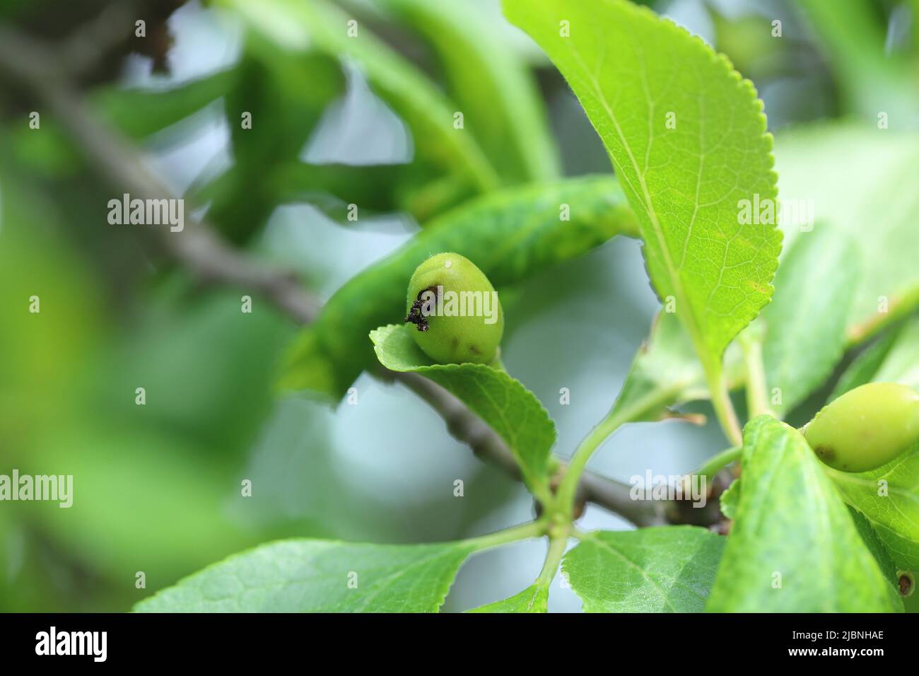 Young plums fruit damaged by Hoplocampa minuta - black prune tree ...