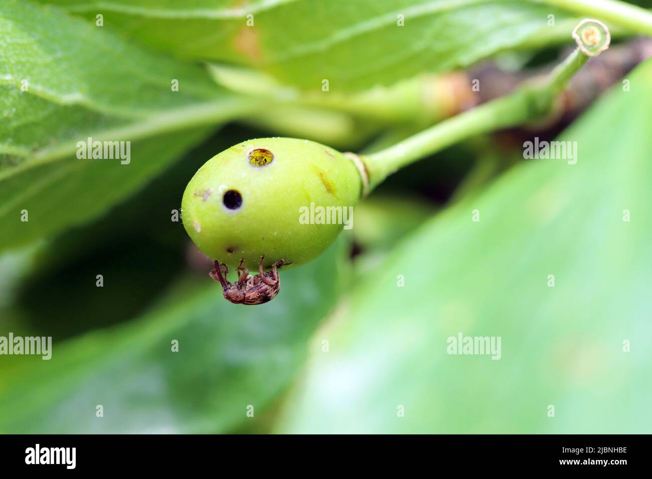 Anthonomus Furcipes rectirostris or cherry weevil, stone fruit weevil ...