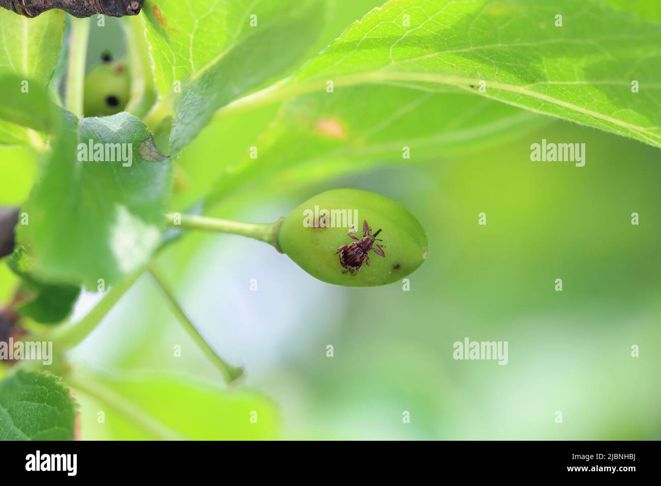 Anthonomus Furcipes rectirostris or cherry weevil, stone fruit weevil ...