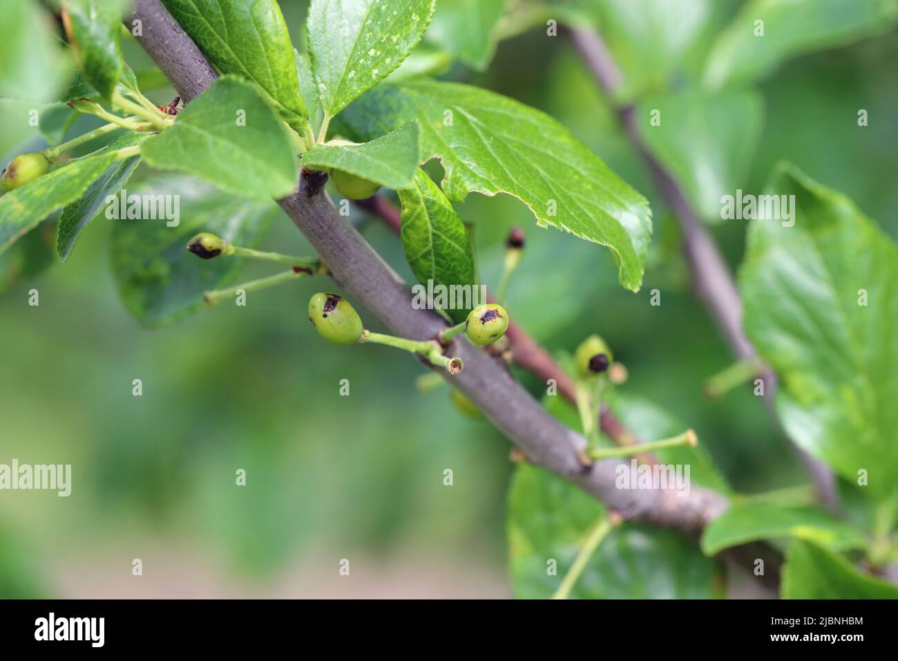 Young plums fruit damaged by Hoplocampa minuta - black prune tree ...