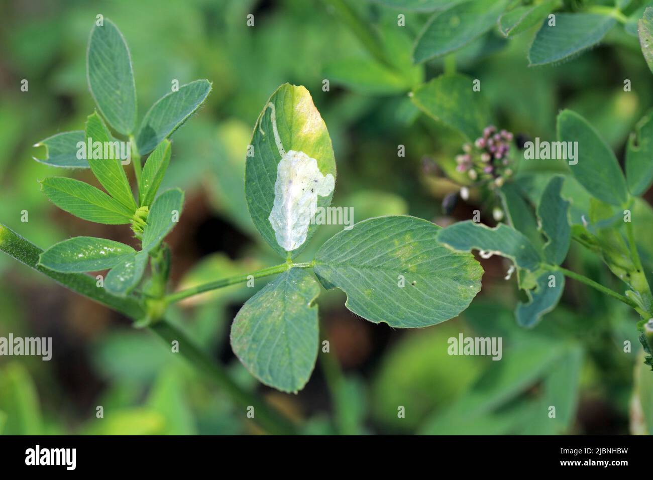 Leaf of bur clover hi-res stock photography and images - Alamy
