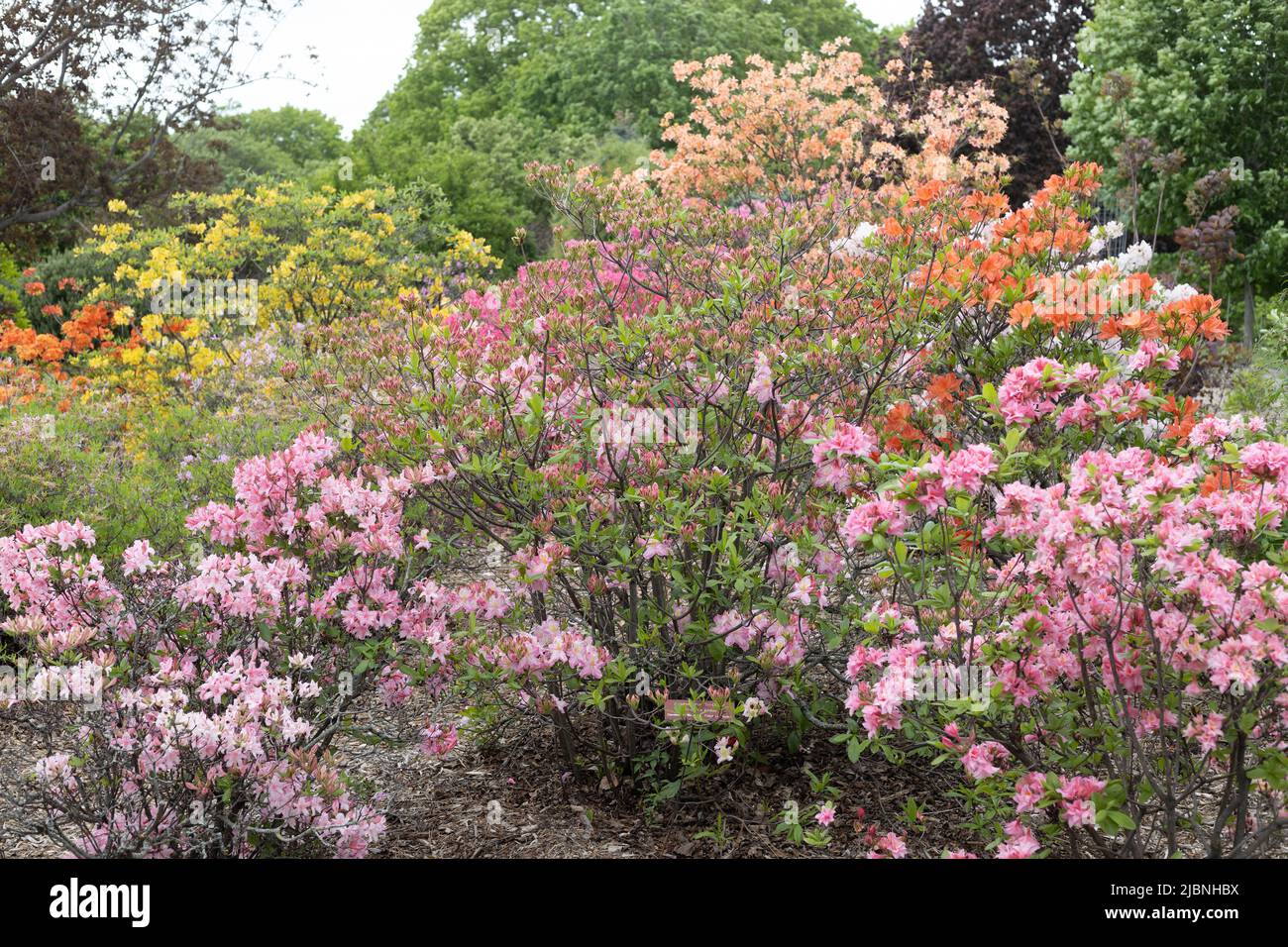 Colorful azaleas in a garden Stock Photo - Alamy
