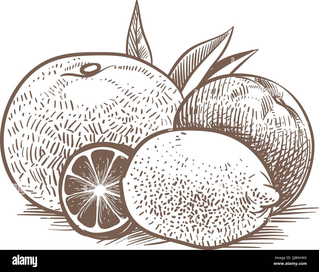 Orange lemon citrus mandarin Stock Vector Images - Alamy