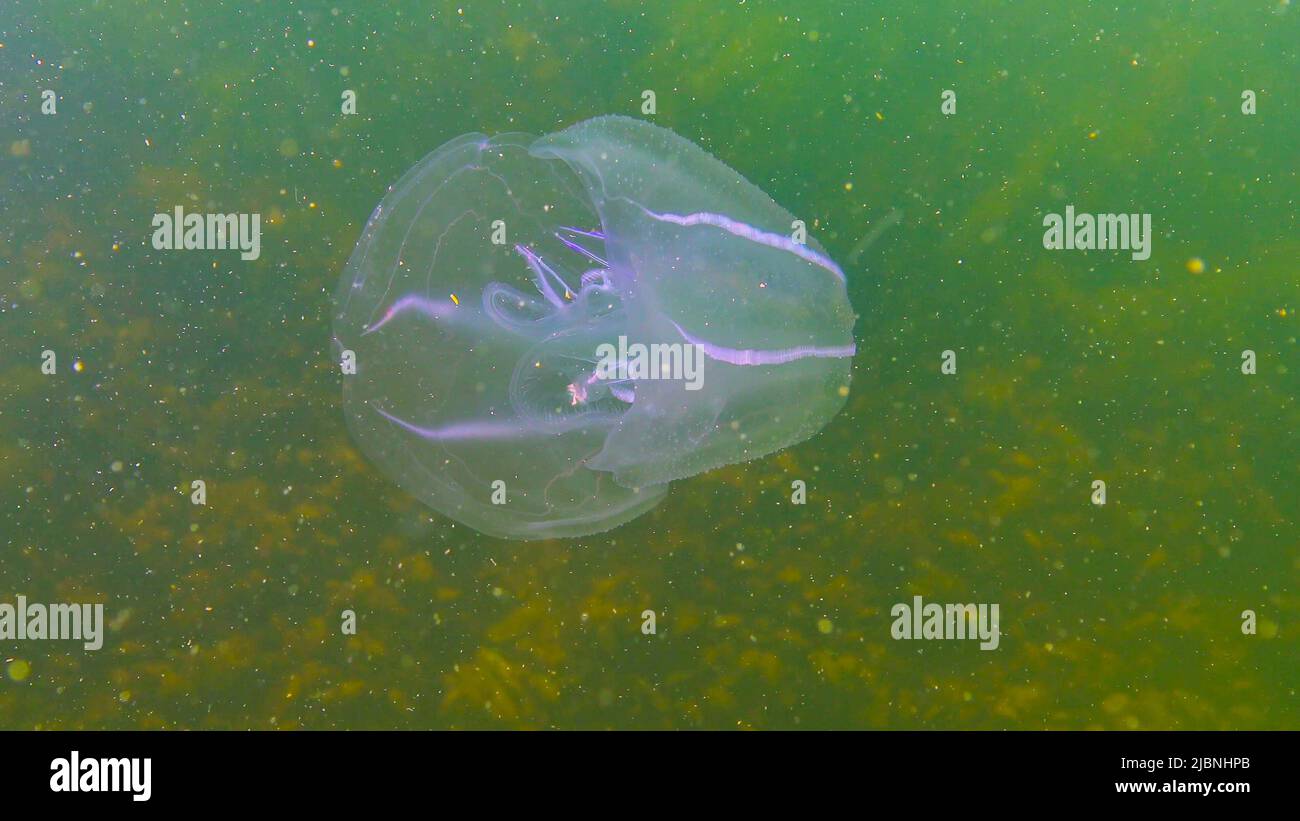 Ctenophores, comb invader to the Black Sea, jellyfish Mnemiopsis leidy ...
