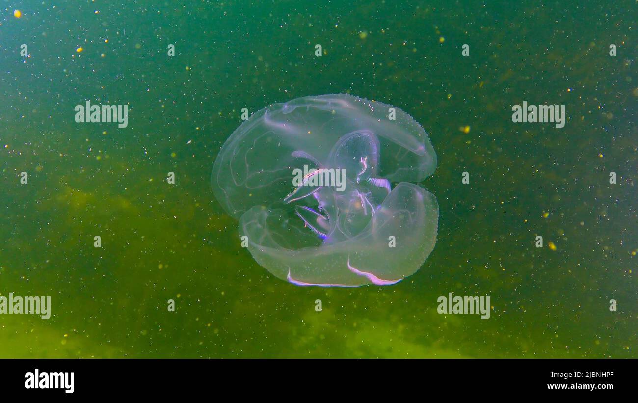 Comb jellyfish hi-res stock photography and images - Alamy