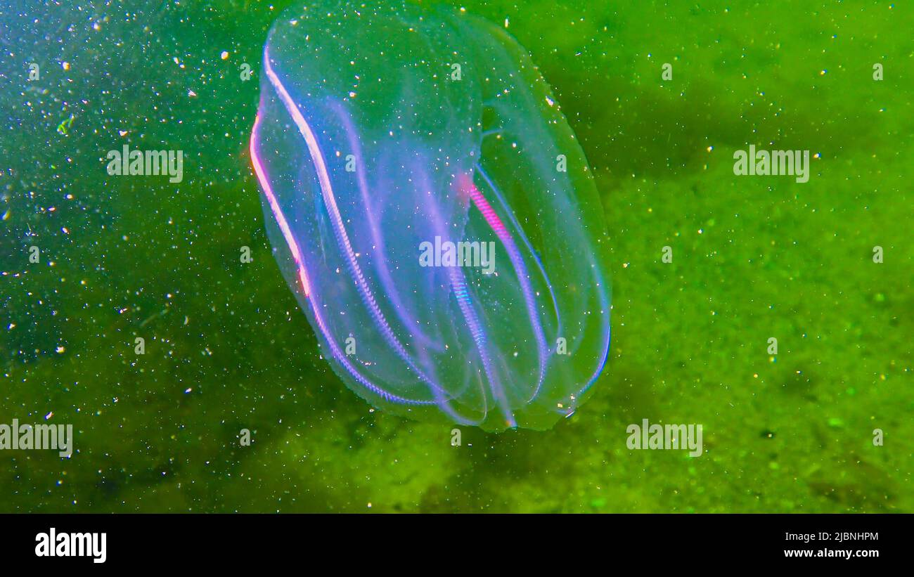 Ctenophores, comb invader to the Black Sea, jellyfish Mnemiopsis leidy ...