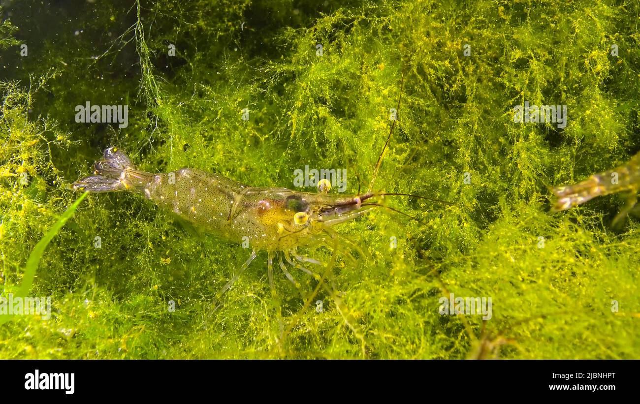 Shrimps on the seabed (Palaemon adspersus) commonly called Baltic prawn ...