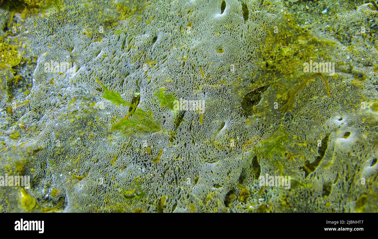 Marine funge on the surface of sand, the Black Sea. Ecology of the sea ...
